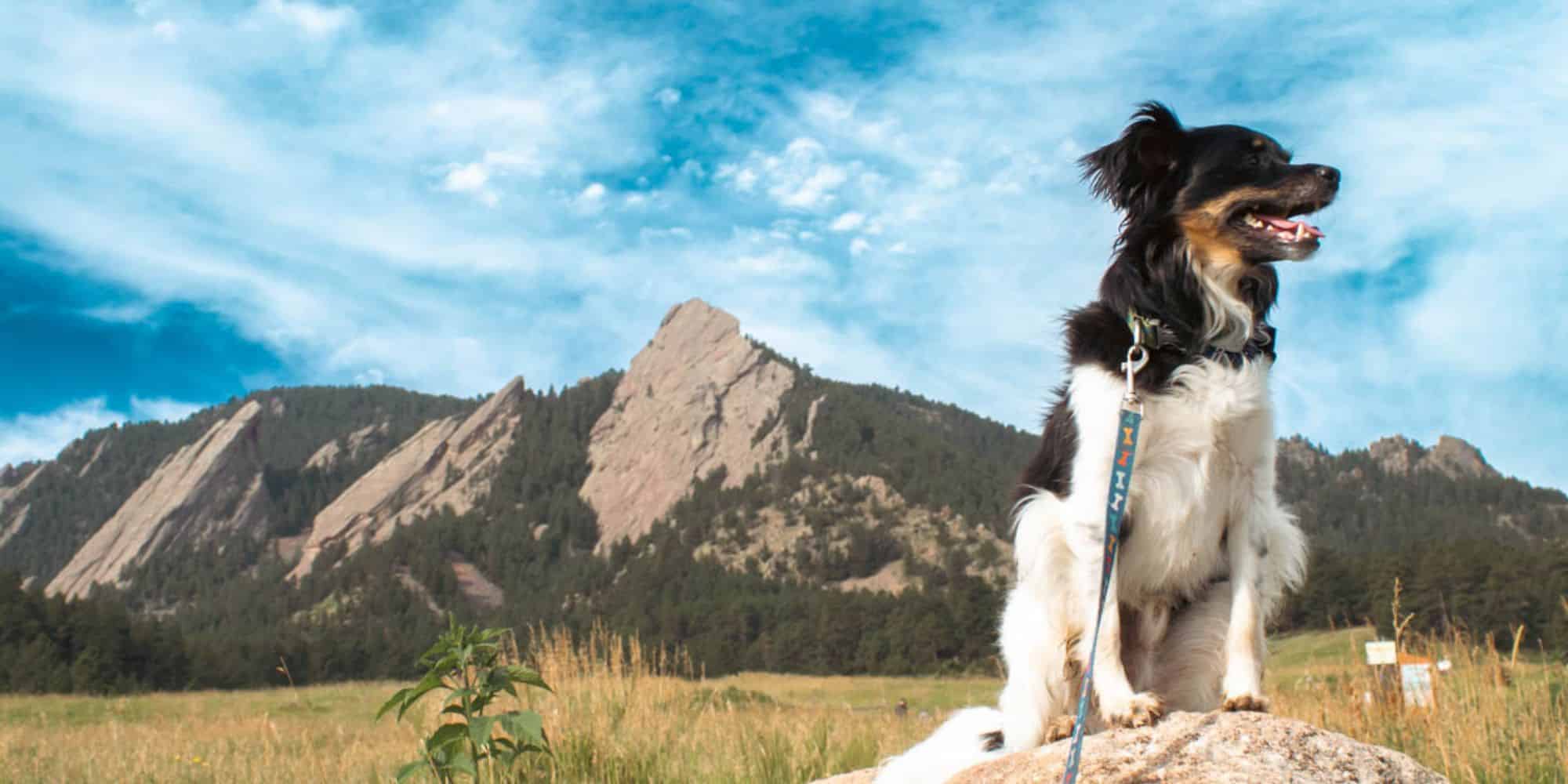 Dog Walking & Pet Sitting in Boulder County - Twin Peaks Pet Care